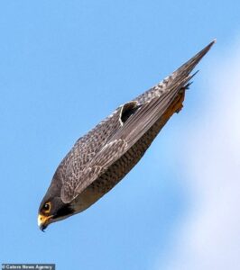 The Peregrine Falcon Shapes Itself Like a B-2 Bomber