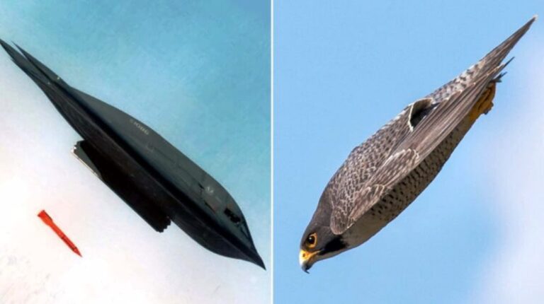 The Peregrine Falcon Shapes Itself Like a B-2 Bomber
