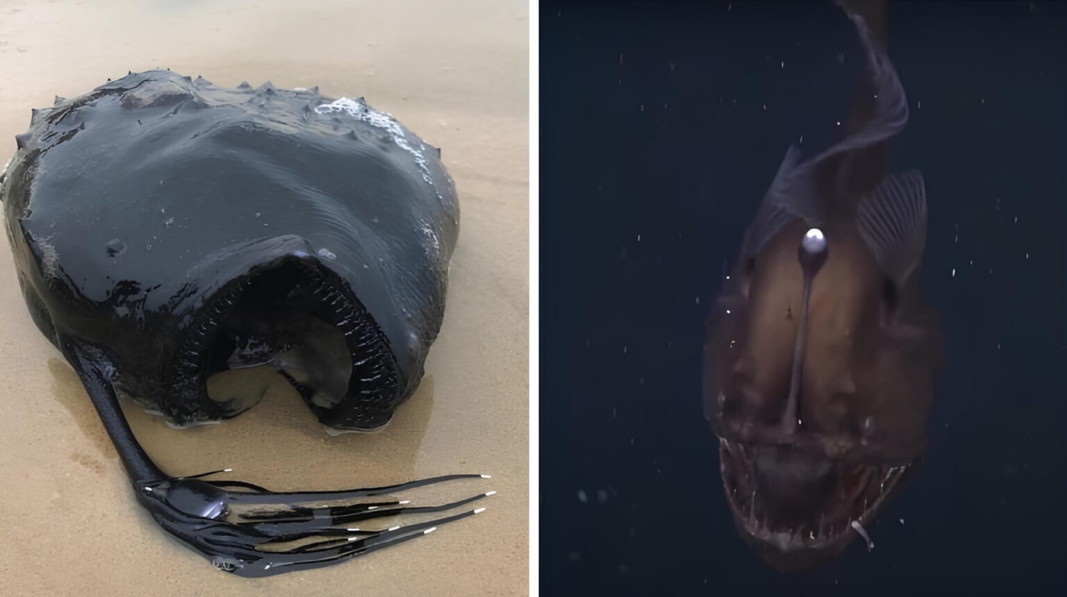 Watch a Footage of an Anglerfish Similar to the One That Washed Up on a ...