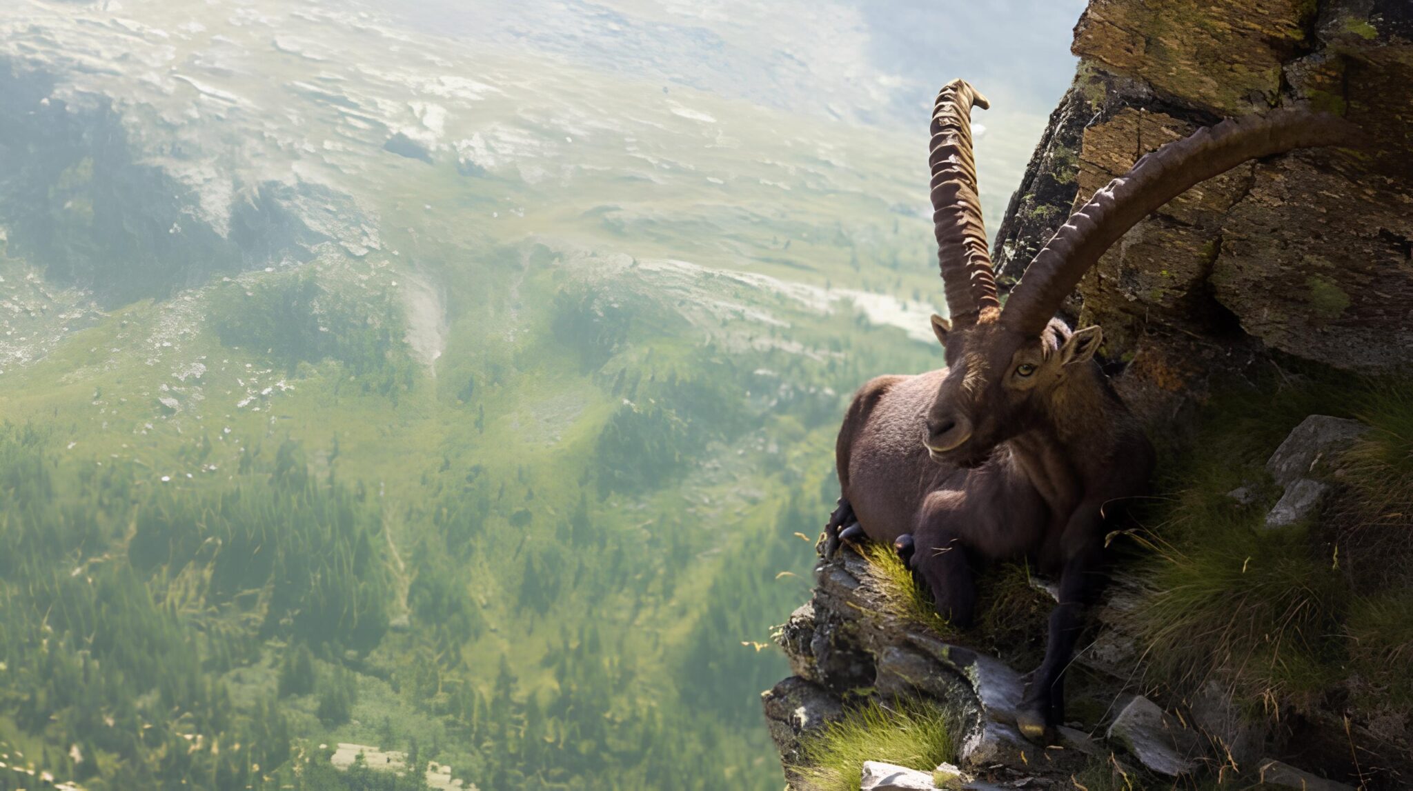 The Alpine Ibex: A Symbol of Success in Conservation in the European Alps